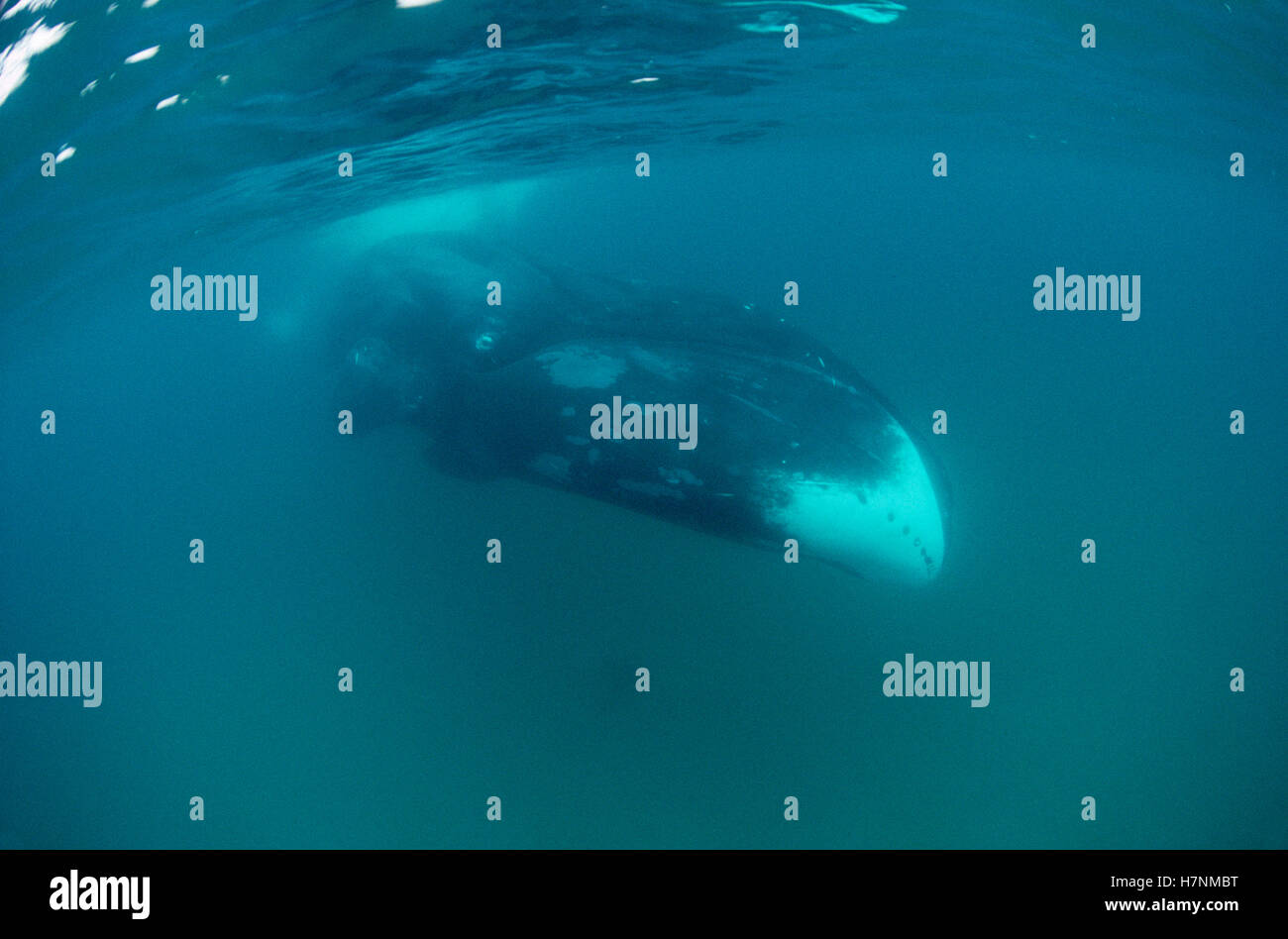 Bowhead Whale (Balaena mysticetus) underwater, Baffin Island, Canada ...