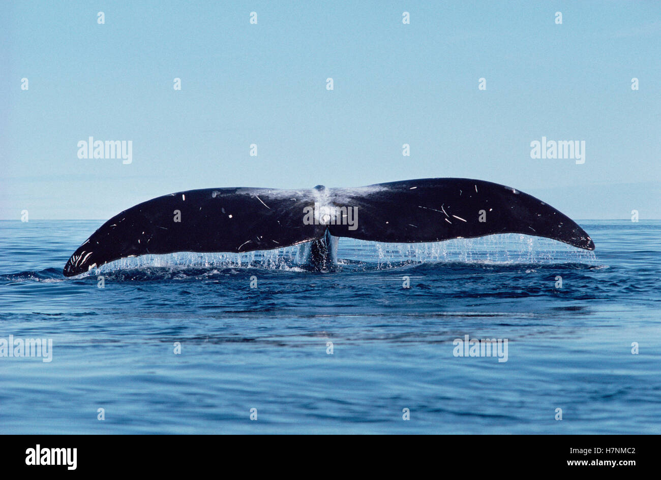 Bowhead Whale (Balaena mysticetus), Baffin Island, Canada Stock Photo ...