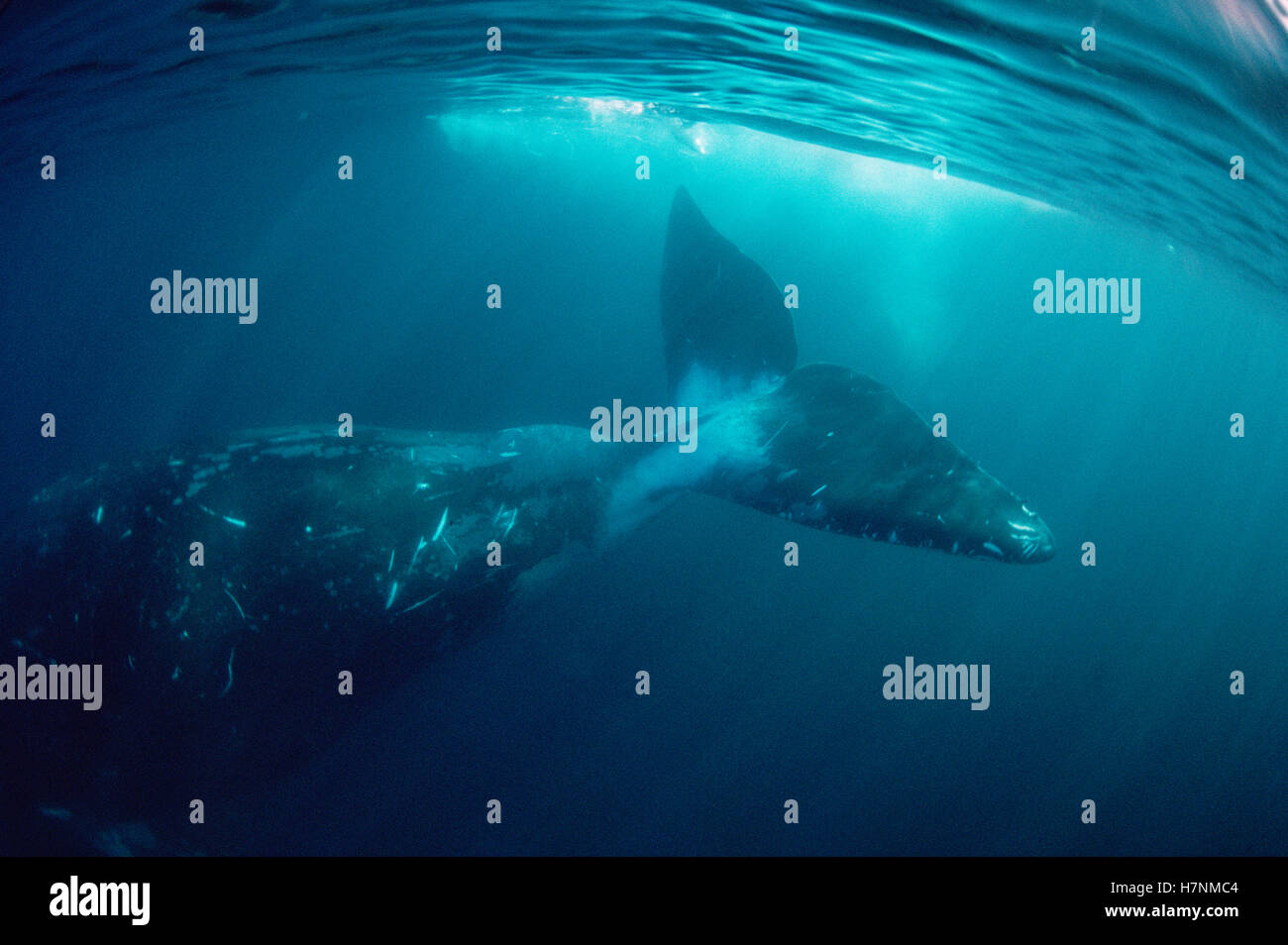 Bowhead Whale (Balaena mysticetus), Baffin Island, Canada Stock Photo ...