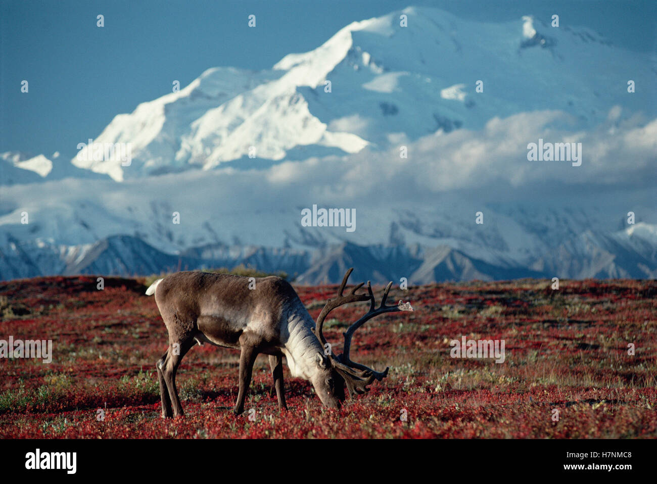 Caribou (Rangifer tarandus) bull grazing beneath Mt Denali, Denali ...