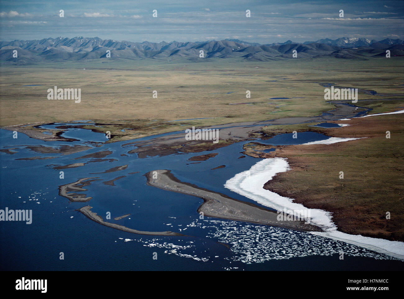 Caribou (Rangifer tarandus) aerial view of calving grounds of the ...