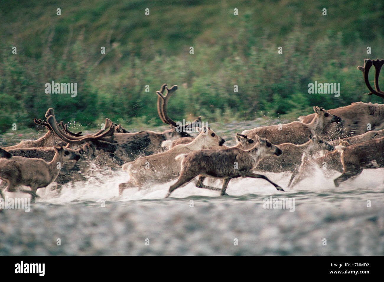 Caribou (Rangifer tarandus) herd running, Alaska Stock Photo - Alamy