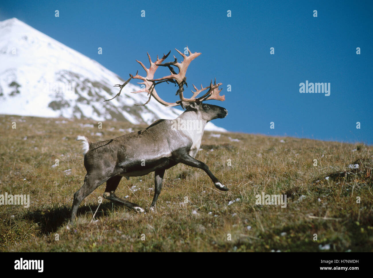Caribou (Rangifer tarandus) male running, Alaska Stock Photo - Alamy