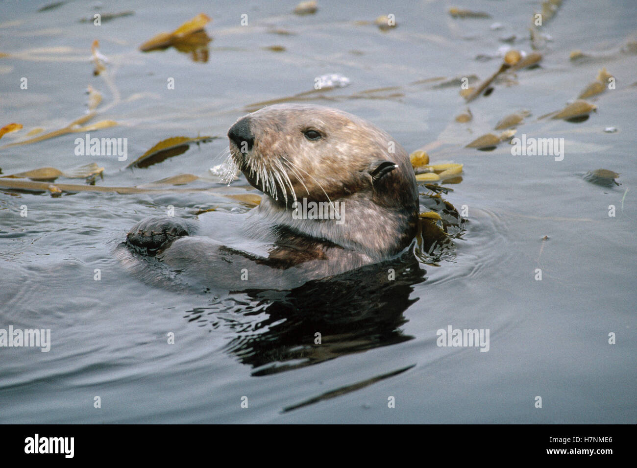 Sea Otter (Enhydra lutris) floating among Giant Kelp (Macrocystis ...