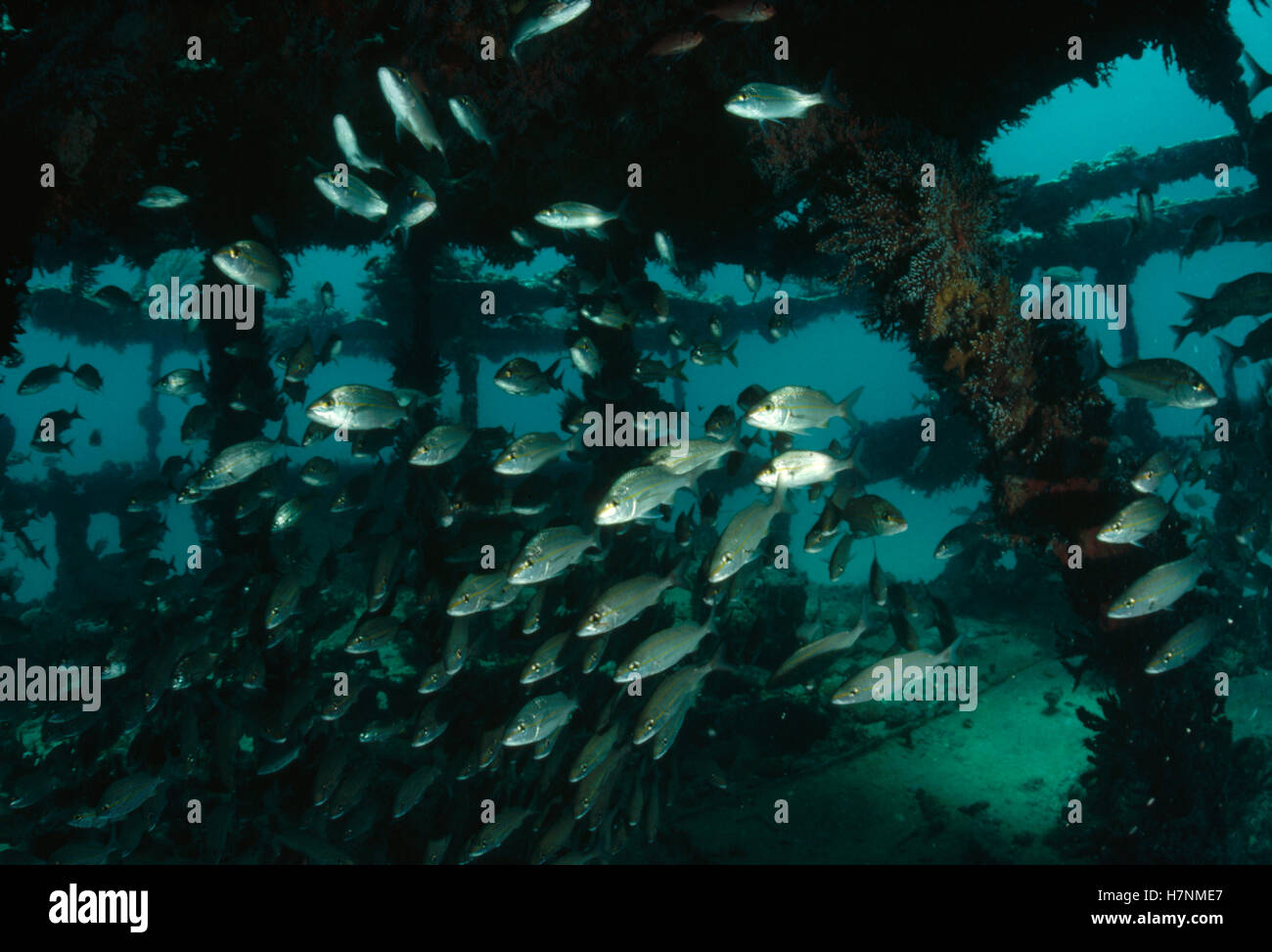 School of saltwater fish swimming through sunken ship, California Stock ...