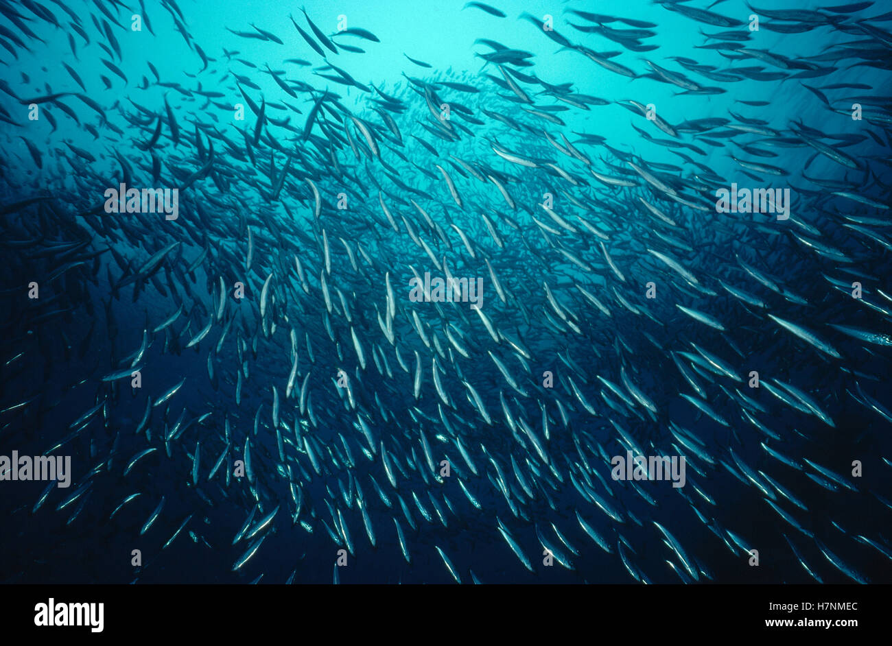 California Grunion (Leuresthes tenuis) schooling, California Stock ...
