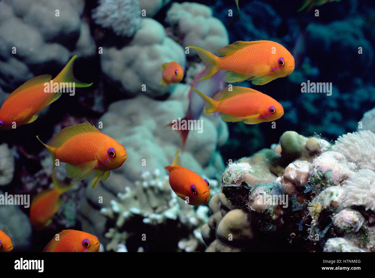 Anthias (Anthias sp) near Sinai, Red Sea Stock Photo - Alamy