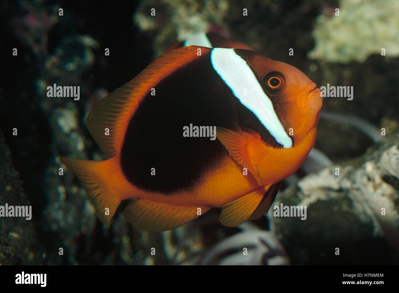Blackfinned Clownfish (Amphiprion percula) portrait, North America ...