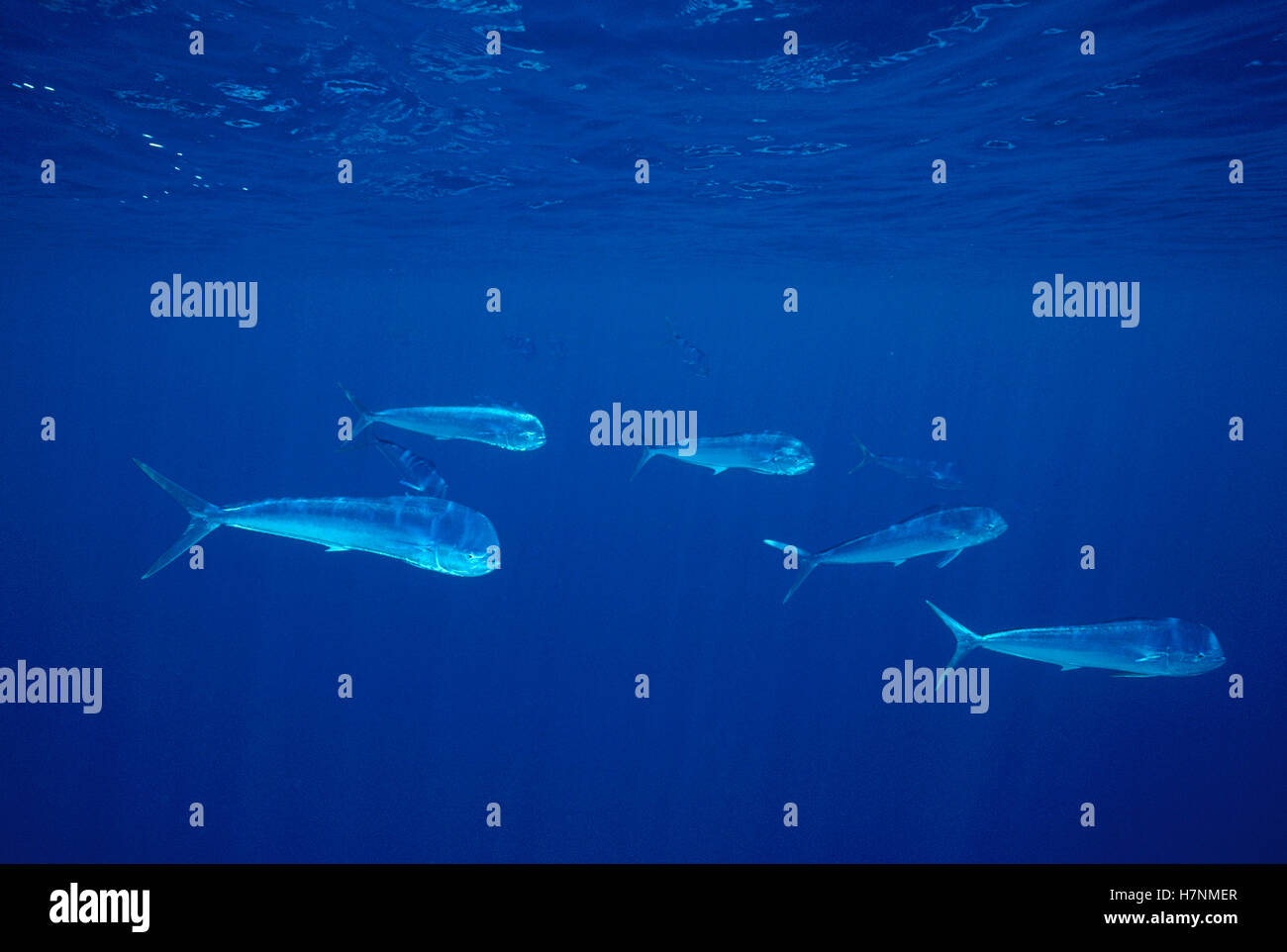 Mahi Mahi (Coryphaena hippurus) group, Hawaii Stock Photo - Alamy