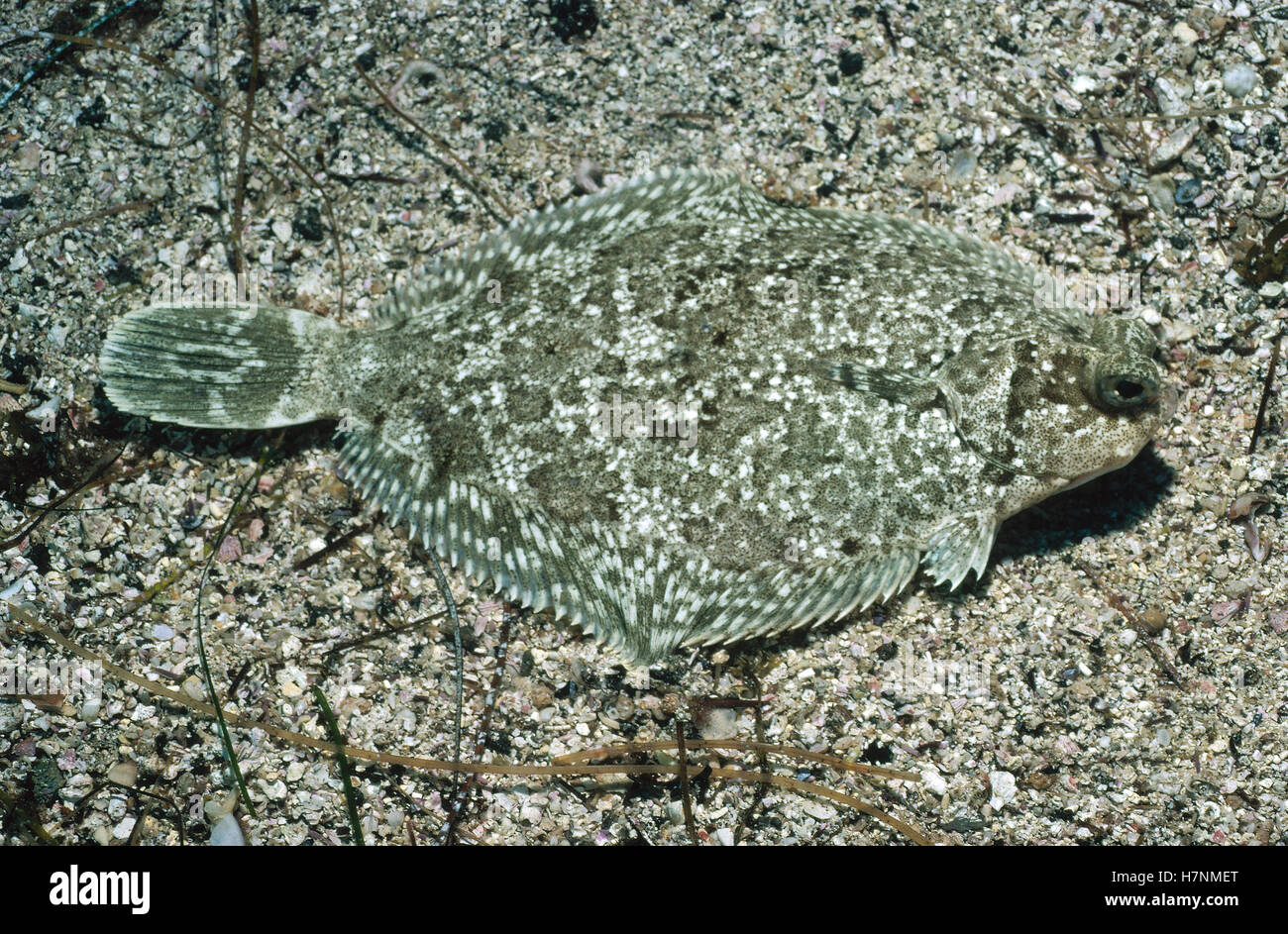 Flatfish (Pleuronectiformes) camouflaged on ocean floor, California ...