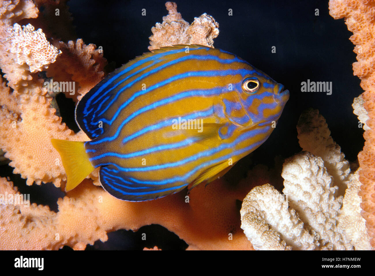 Blue-striped Angelfish (Chaetodontoplus septentrionalis), California ...