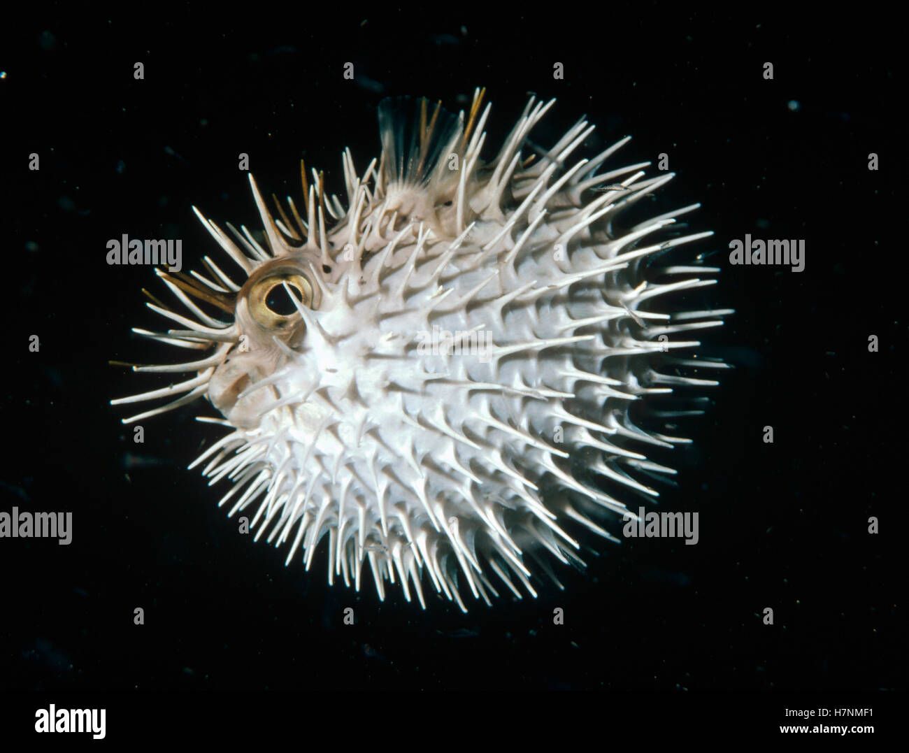 Long-spine Porcupinefish (Diodon holocanthus) in defense posture, North ...