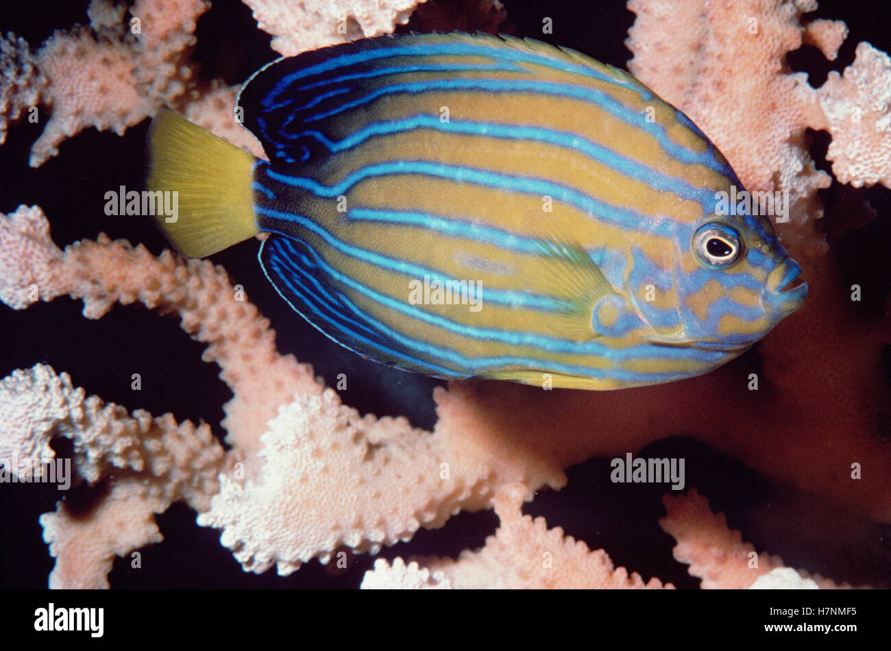 Blue-striped Angelfish (Chaetodontoplus septentrionalis), California ...