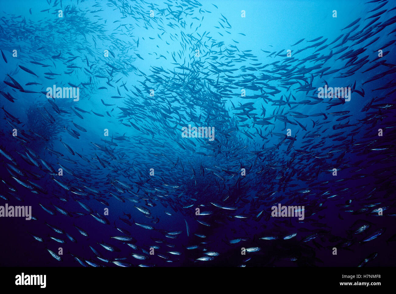 Northern Anchovy (Engraulis mordax) school near San Clemente, southern ...