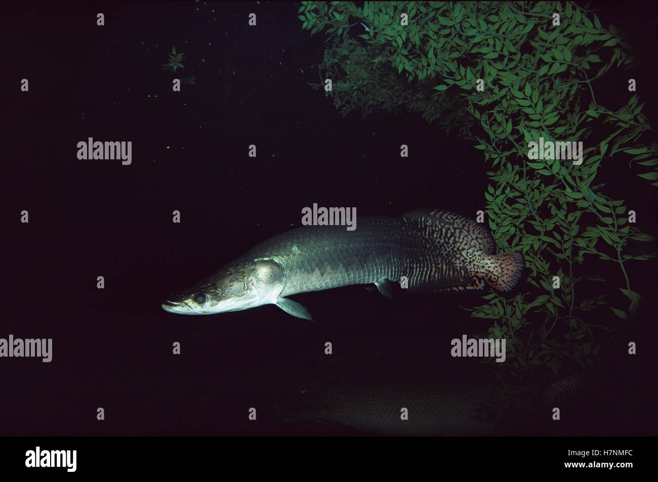 Arapaima (Arapaima gigas) largest freshwater fish in the world can ...