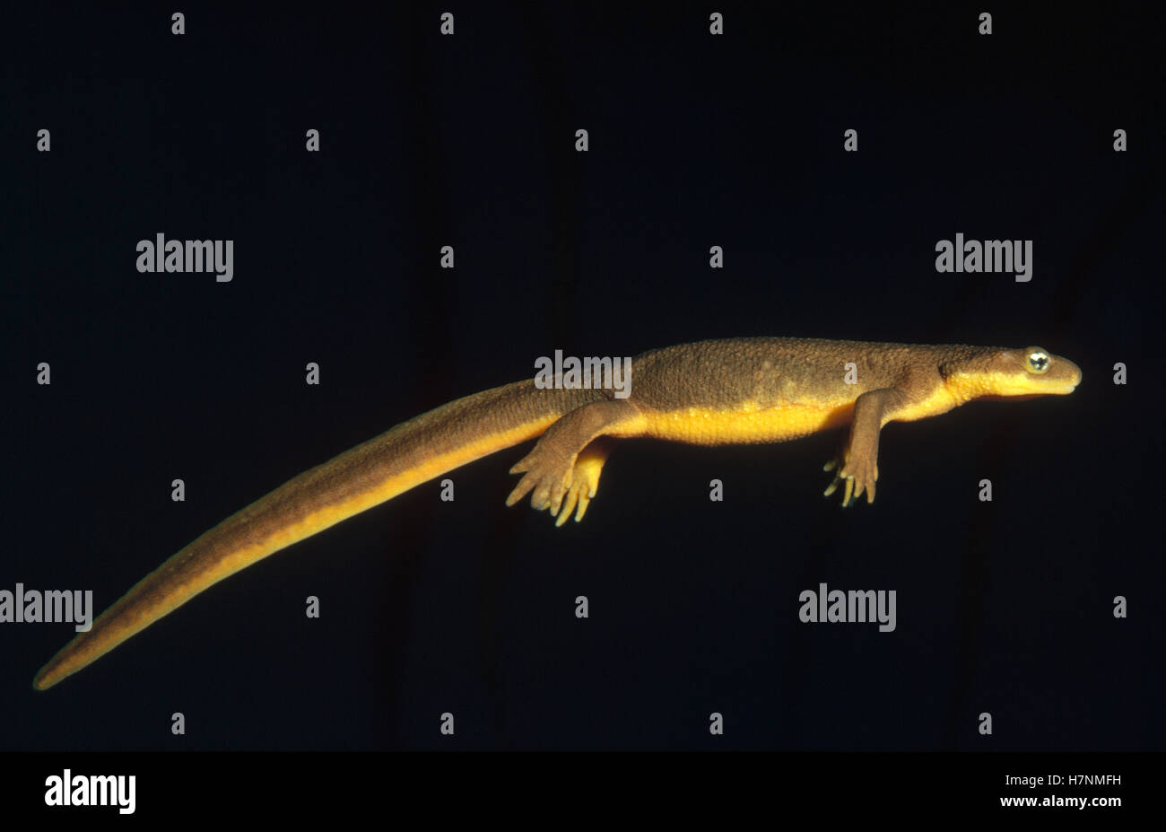 California Newt (Taricha torosa) swimming underwater, California Stock ...