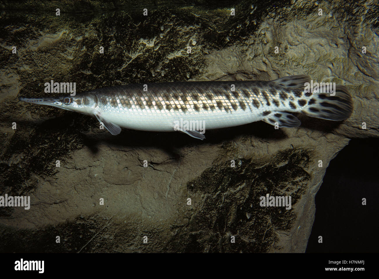 Spotted Gar (Lepisosteus oculatus) swimming, native to the Great Lakes ...