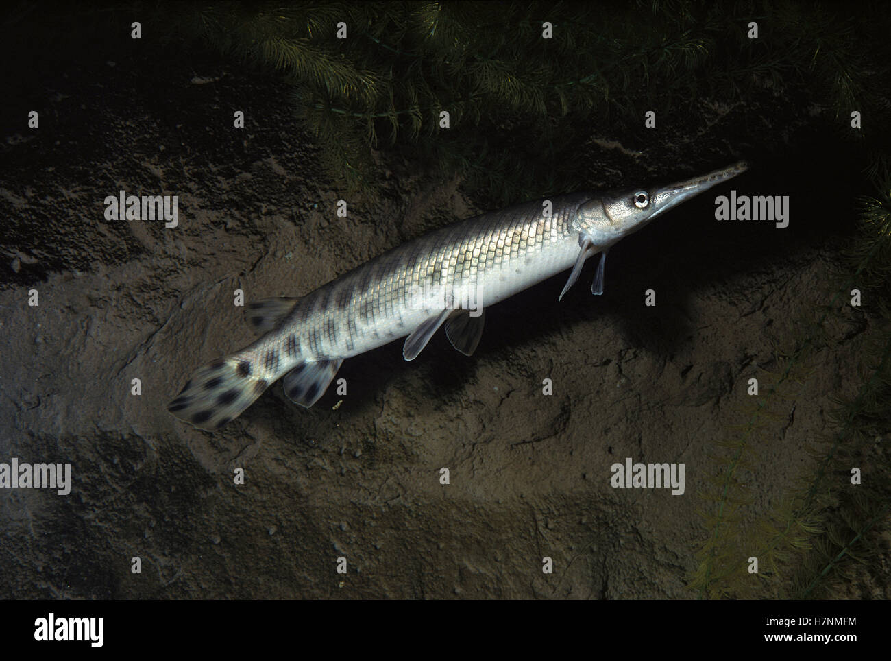 Longnose Gar (Lepisosteus osseus) swimming, native to eastern USA and ...