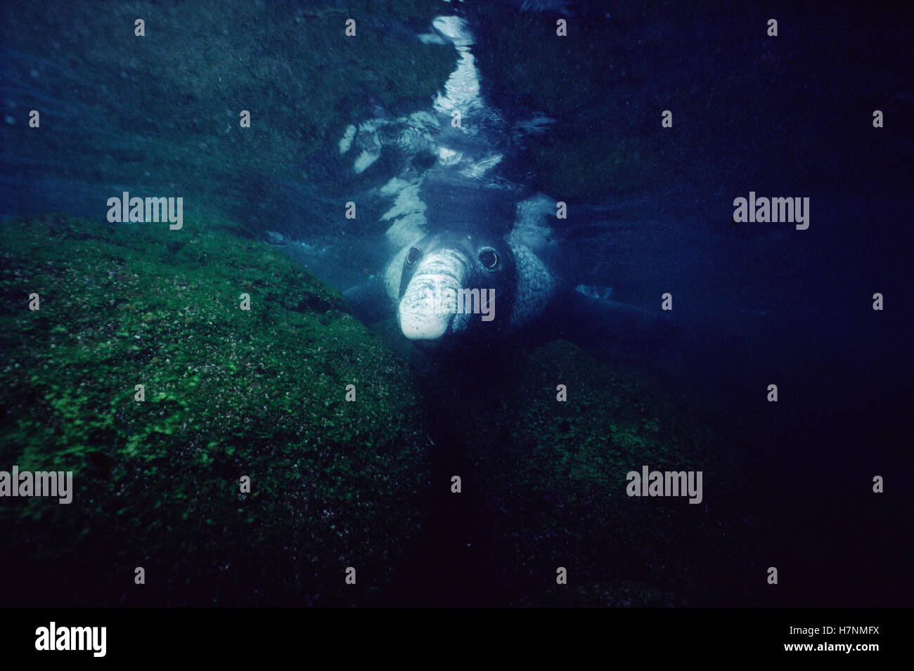Northern Elephant Seal (Mirounga angustirostris) bull underwater ...