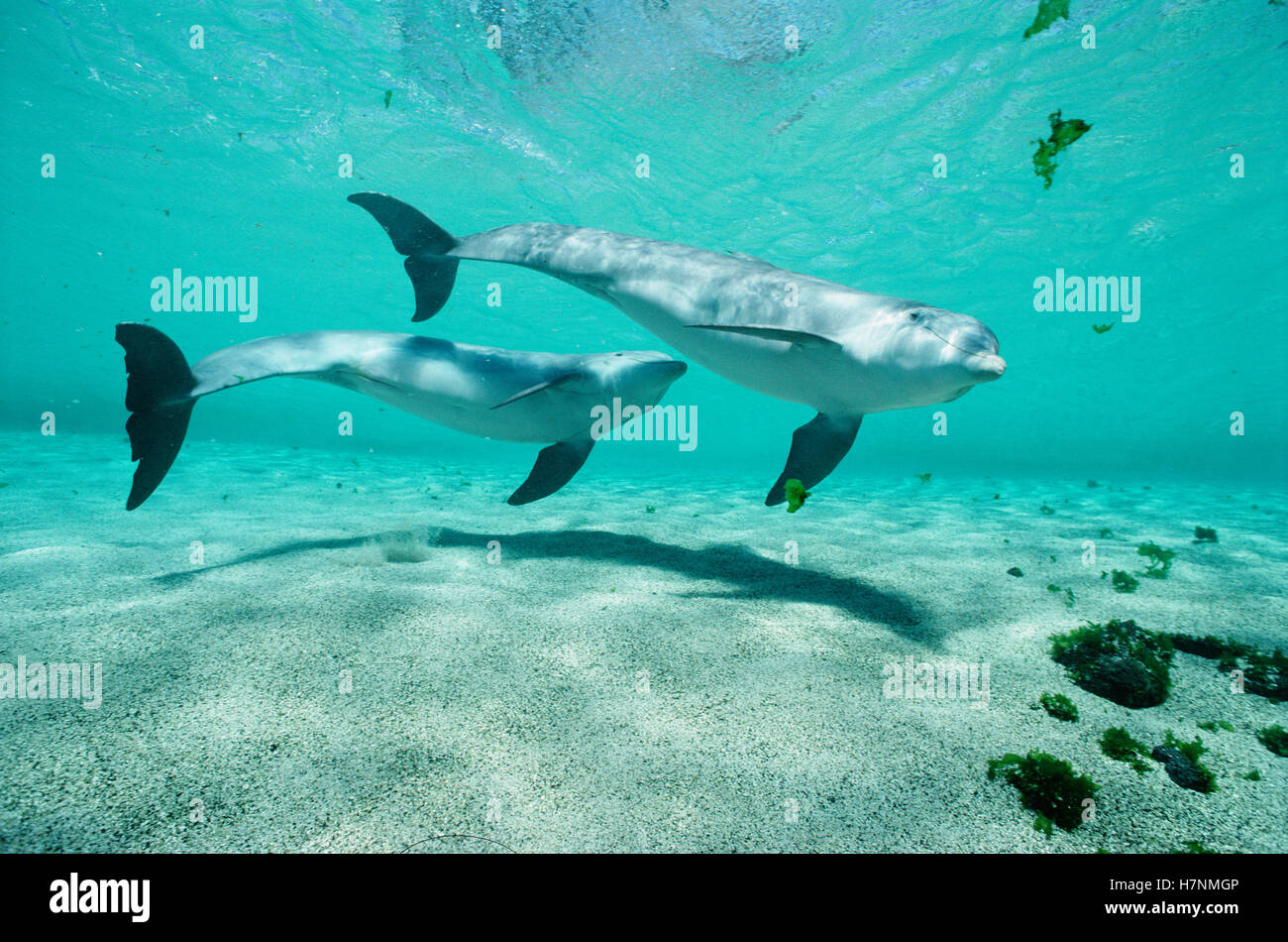 Bottlenose Dolphin (Tursiops truncatus) pair, Dolphin Quest, Waikoloa ...