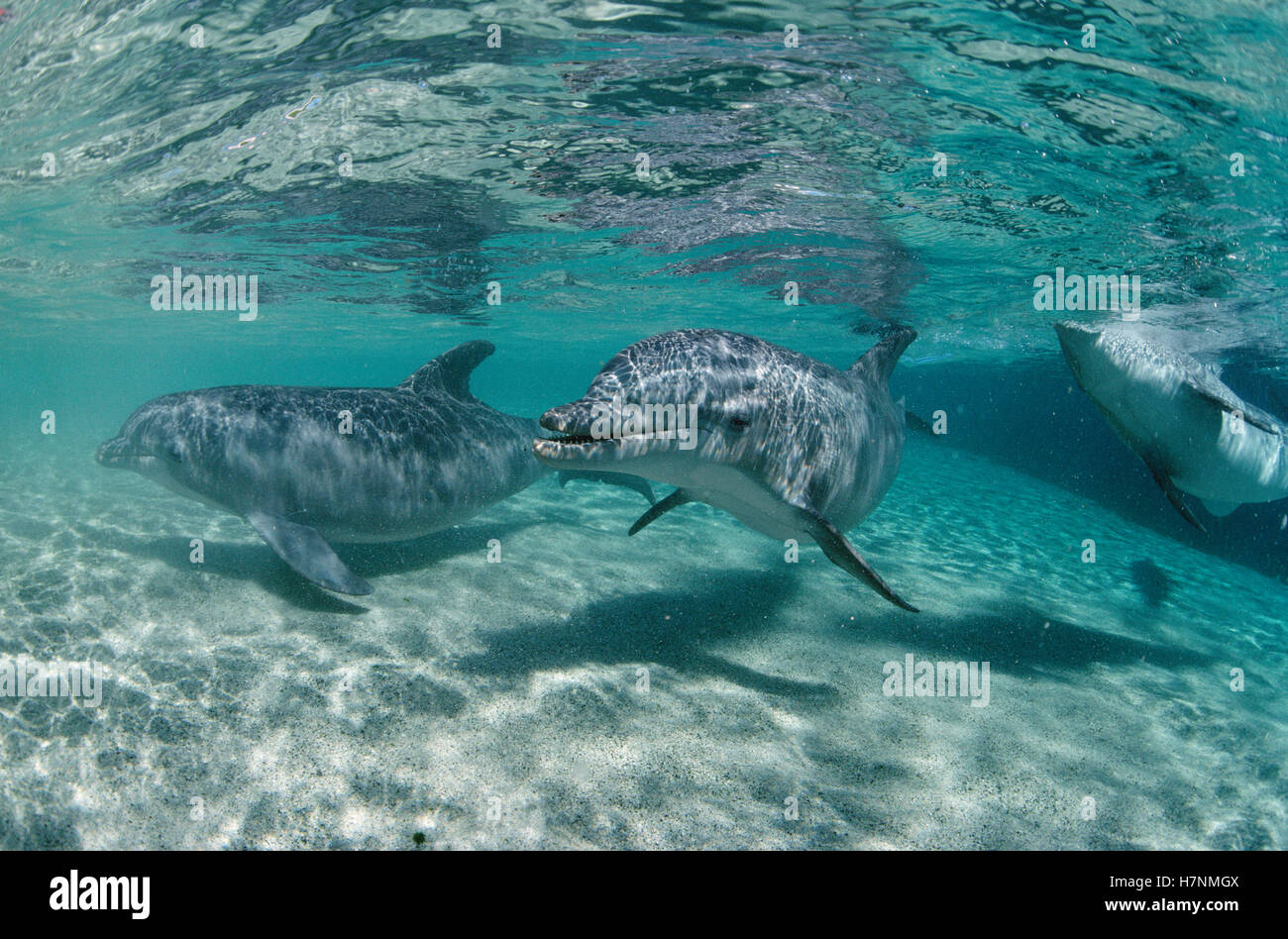 Bottlenose Dolphin (Tursiops truncatus) trio underwater, dolphin quest, Waikoloa Hyatt, Hawaii ...