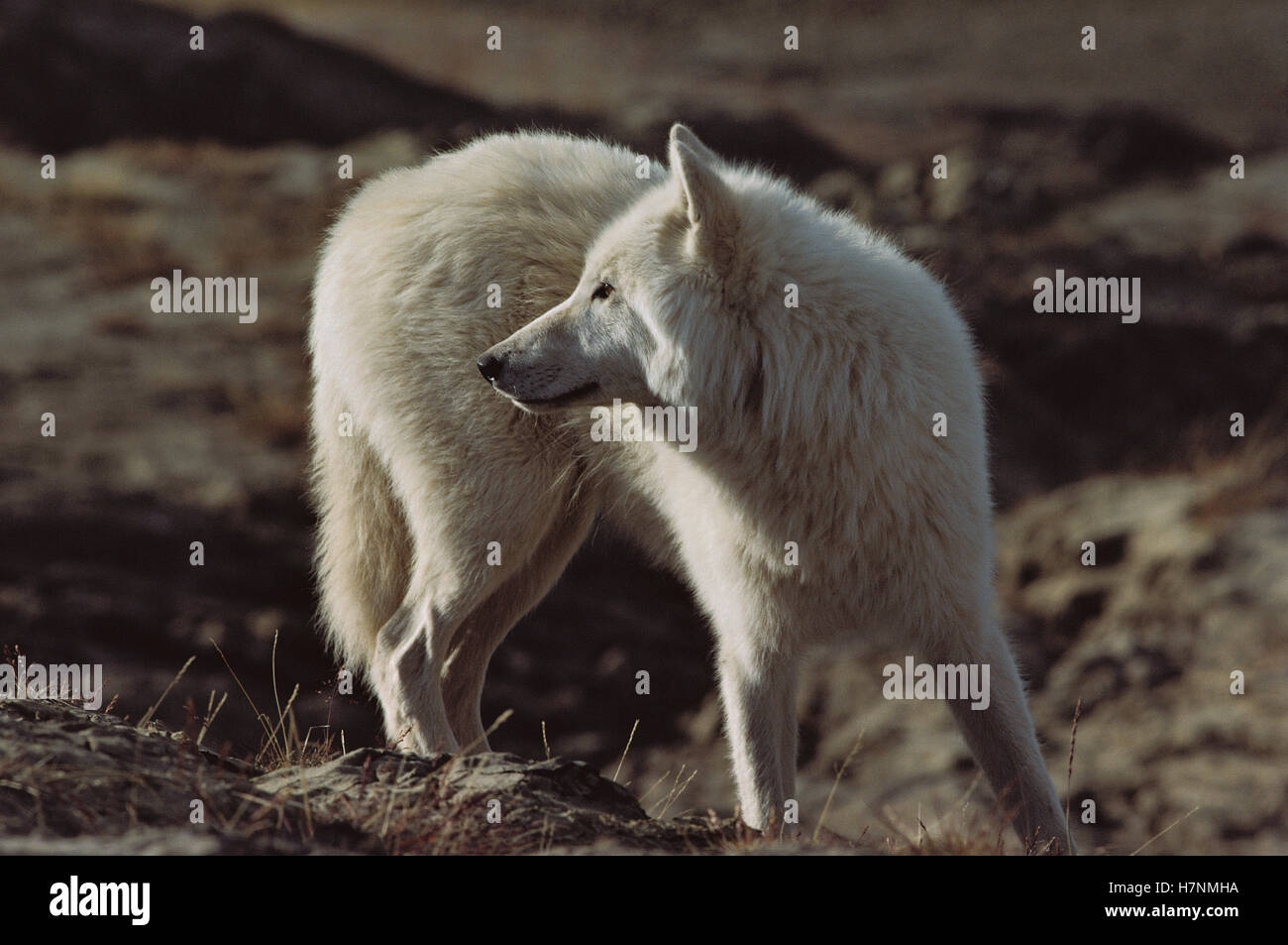 Arctic Wolf (Canis lupus), Ellesmere Island, Nunavut, Canada Stock ...