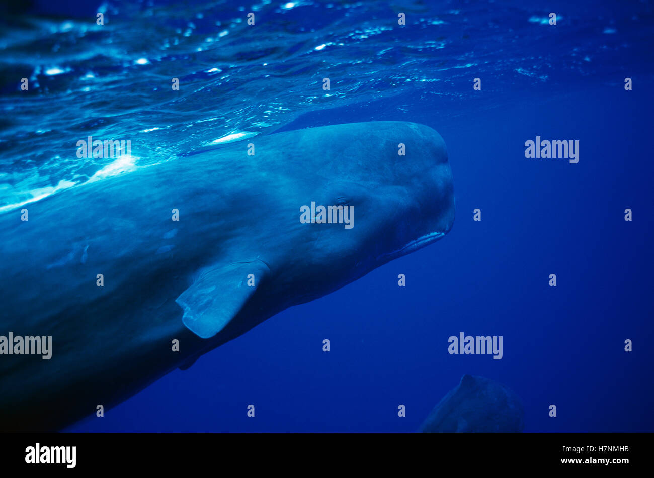 Sperm Whale (Physeter macrocephalus) at ocean's surface, Dominica Stock Photo - Alamy