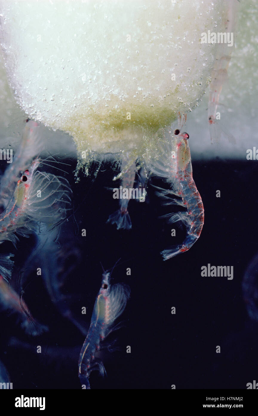 Antarctic Krill (Euphausia superba) feeding on algae, a small shrimp ...