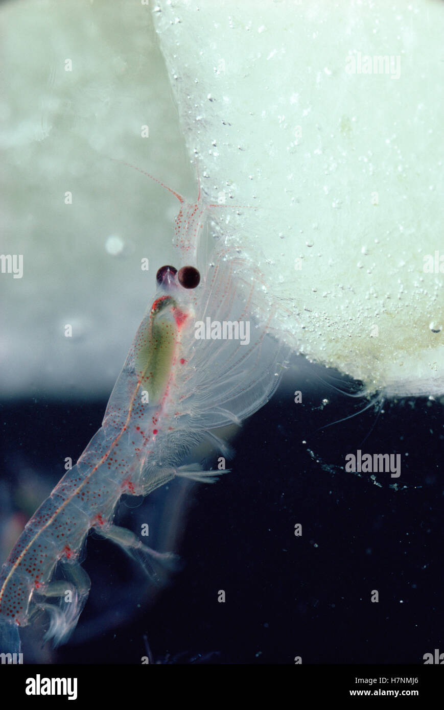 Antarctic Krill (Euphausia superba) feeding on algae-covered ice, a ...