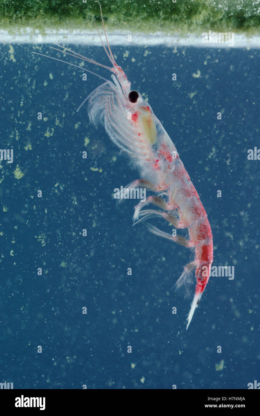 Antarctic Krill (Euphausia superba) feeding on algae-covered ice, a ...