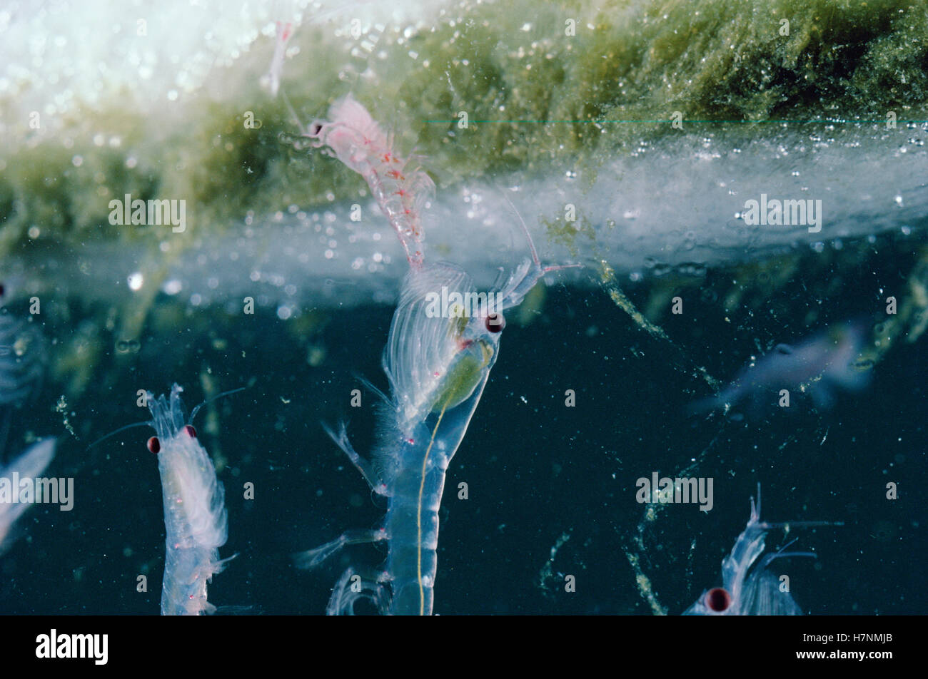 Antarctic Krill (Euphausia superba) feeding on algae-covered ice, a ...