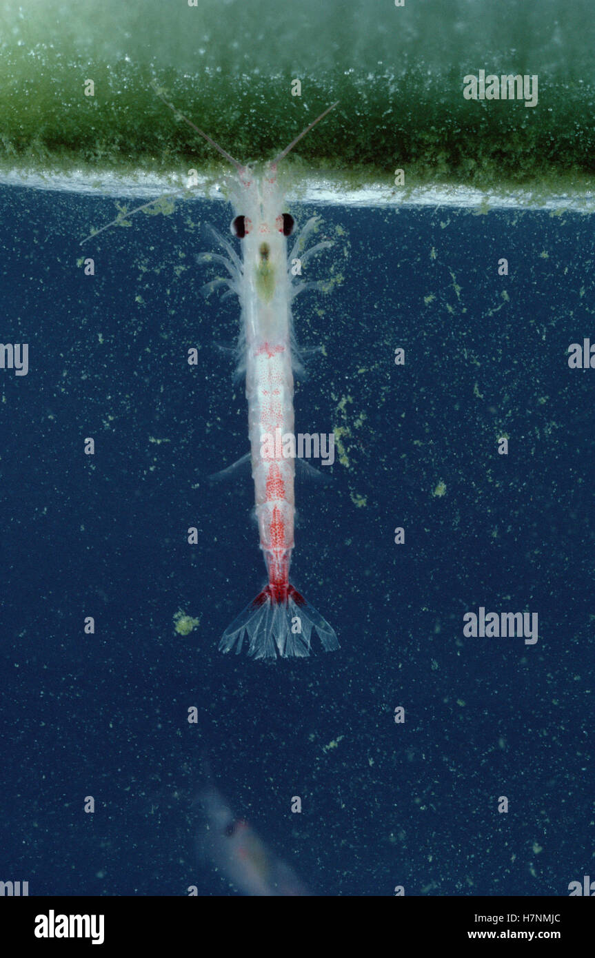 Antarctic Krill (Euphausia superba) feeding on algae-covered ice, a ...