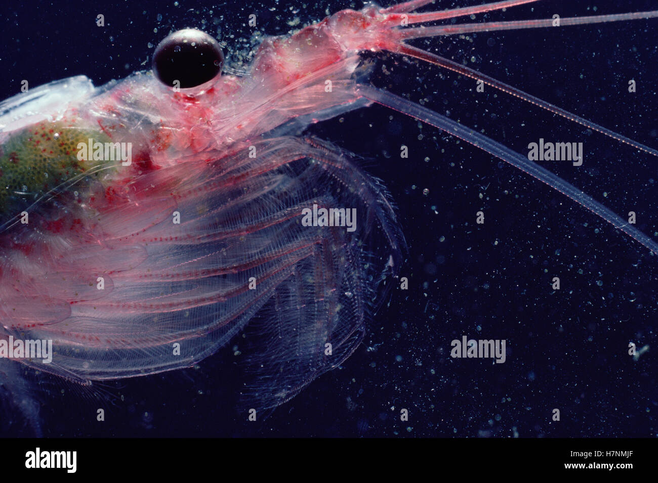 Antarctic Krill (Euphausia superba) a small shrimp-like crustacean is ...