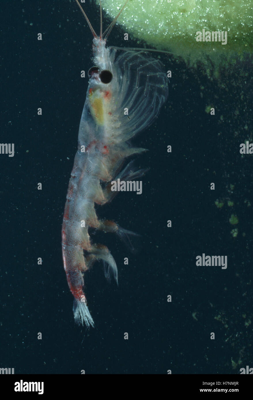 Antarctic Krill (Euphausia superba) feeding on algae-covered ice, a ...