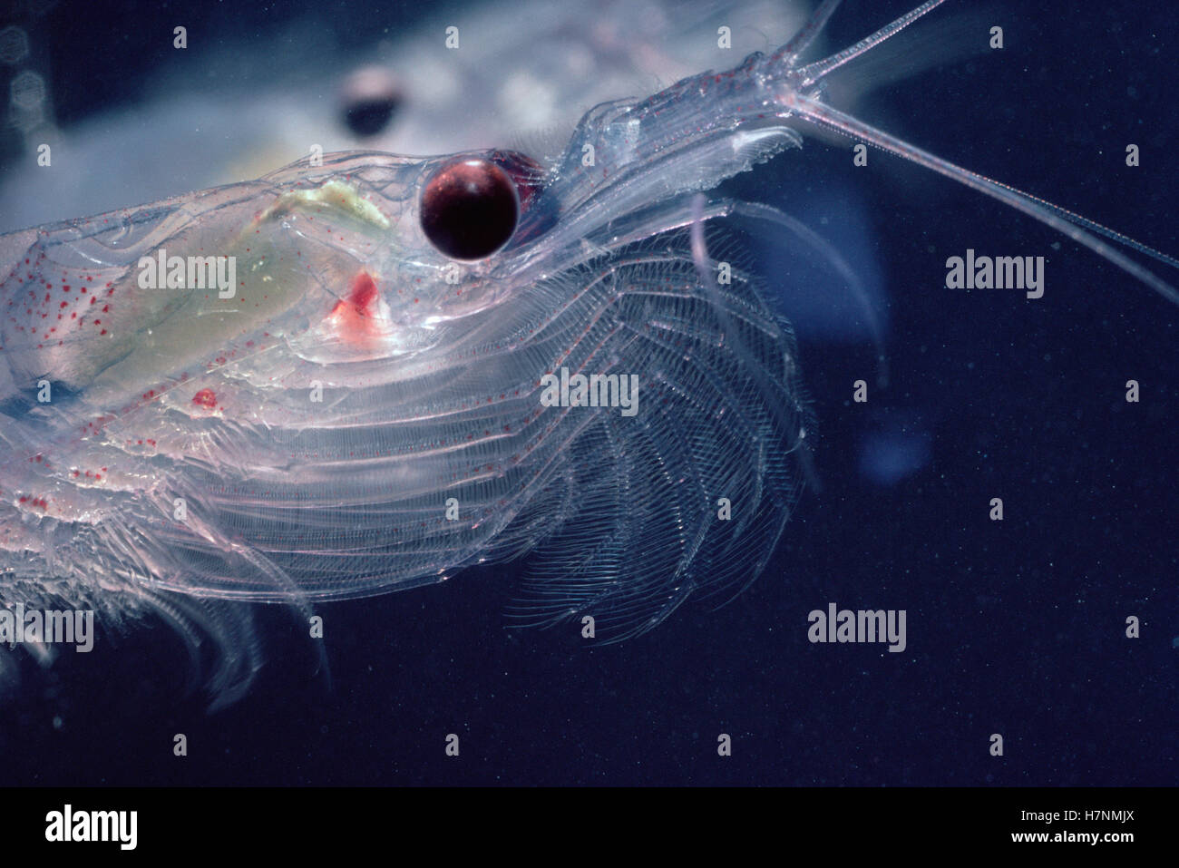Antarctic Krill (Euphausia superba) a small shrimp-like crustacean is ...