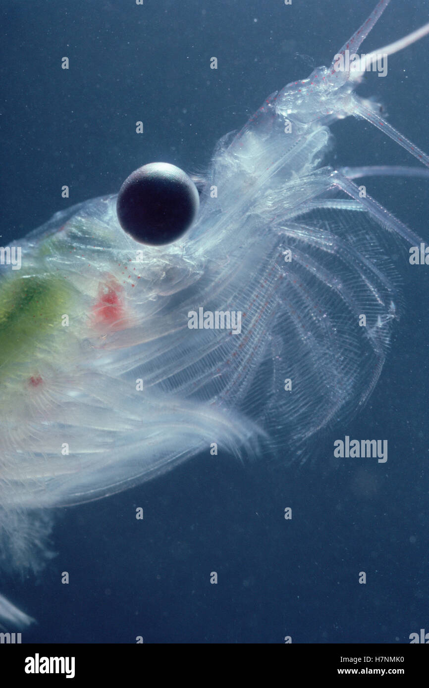 Antarctic Krill (Euphausia superba) a small shrimp-like crustacean is ...