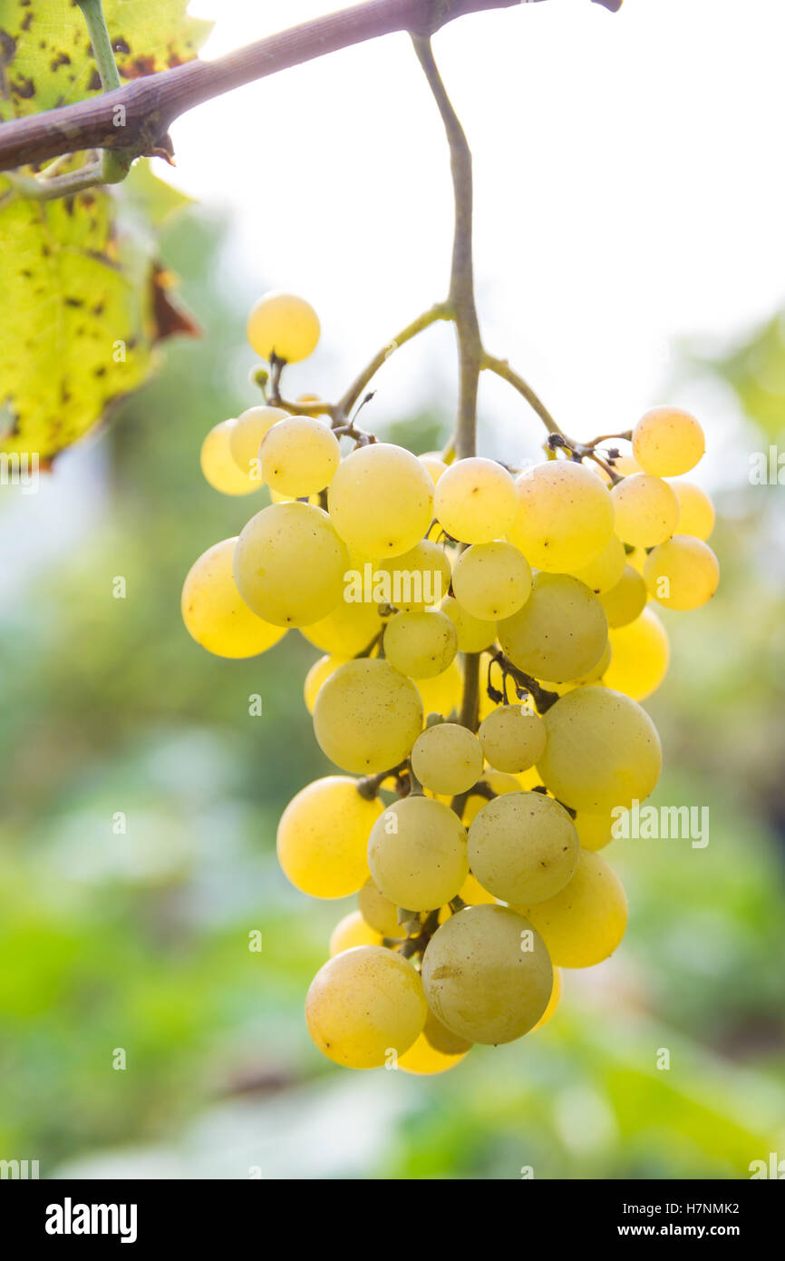 Grapes on branch hi-res stock photography and images - Alamy