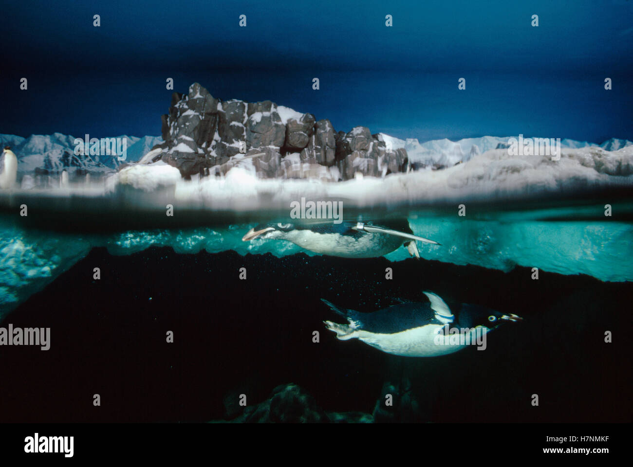 Adelie Penguin (Pygoscelis adeliae) pair swimming underwater in zoo ...
