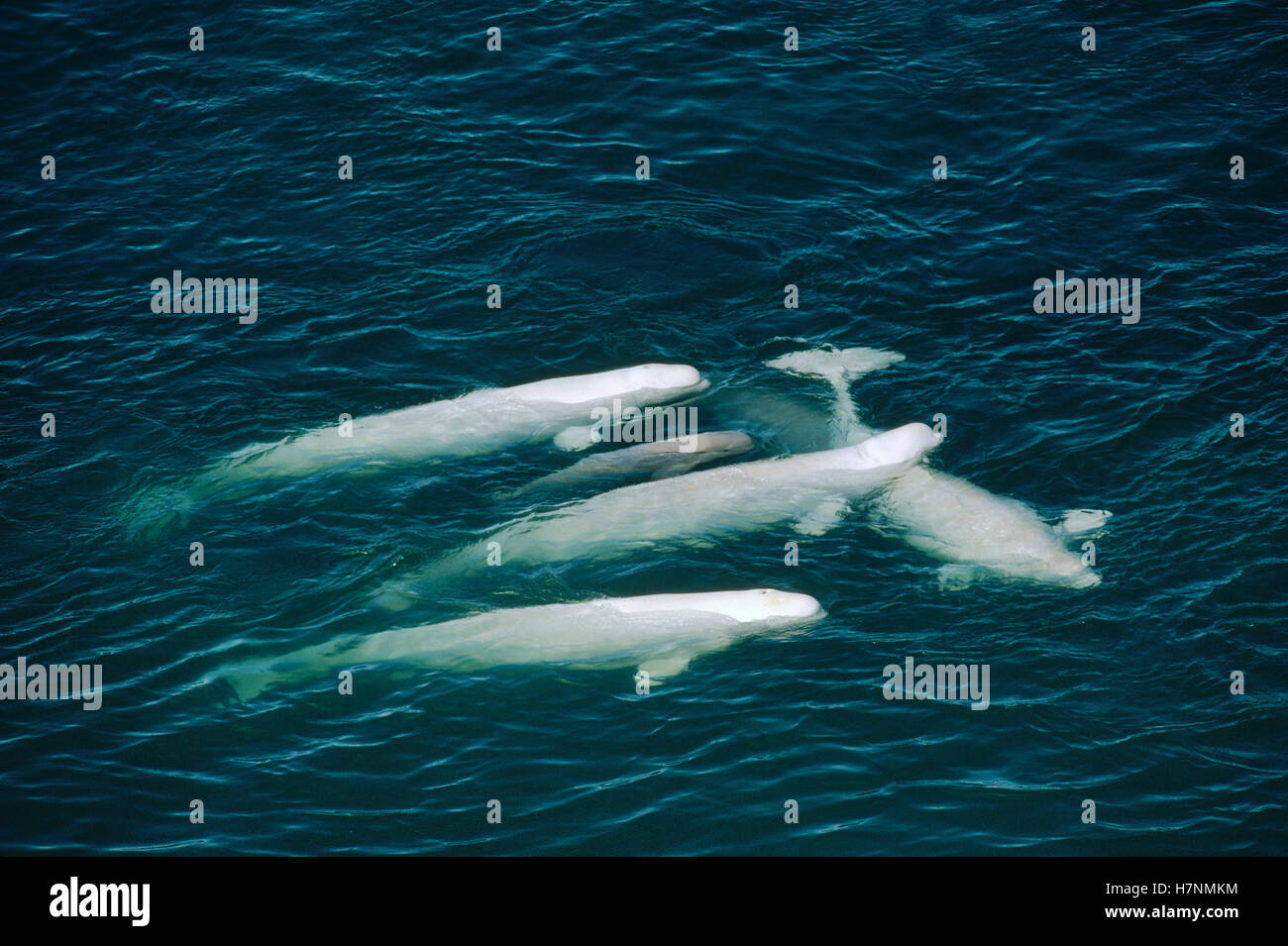 Beluga (Delphinapterus leucas) whale, group, Lancaster Sound, Nunavut ...