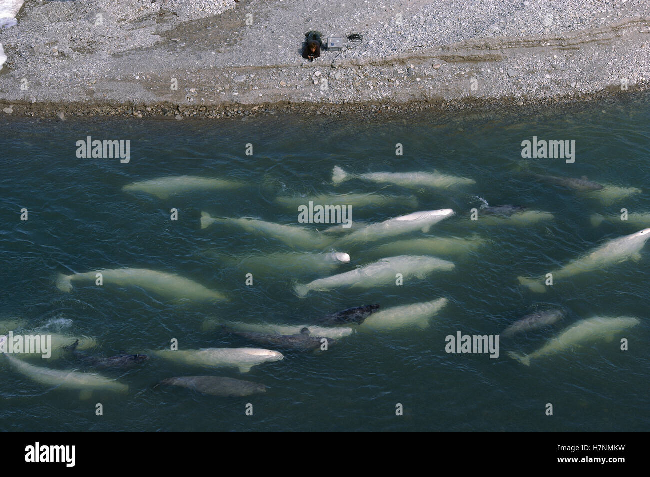 Beluga (Delphinapterus leucas) whale pod swimming along shore where ...