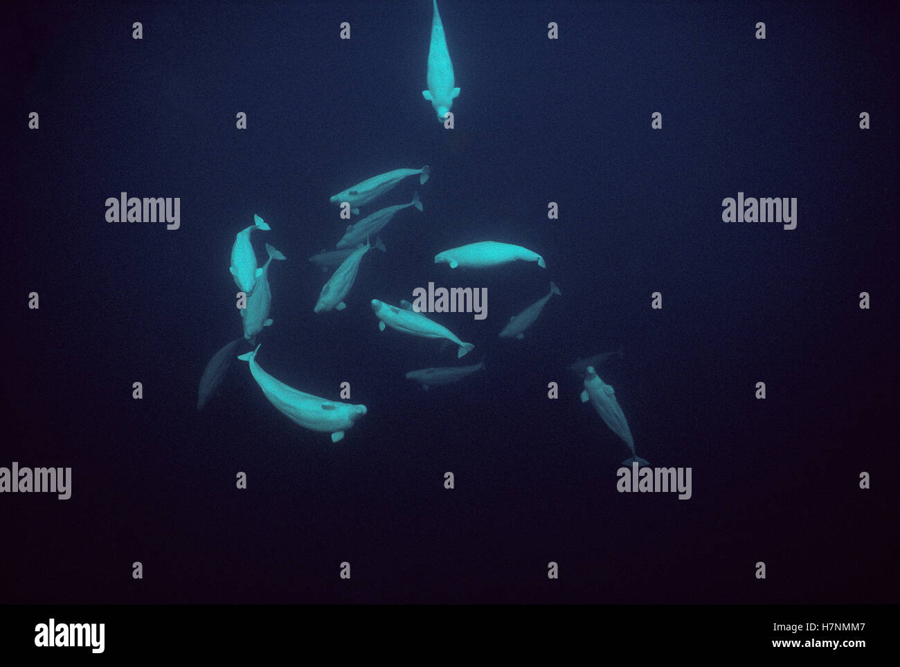 Beluga (Delphinapterus leucas) whale pod underwater, Lancaster Sound ...