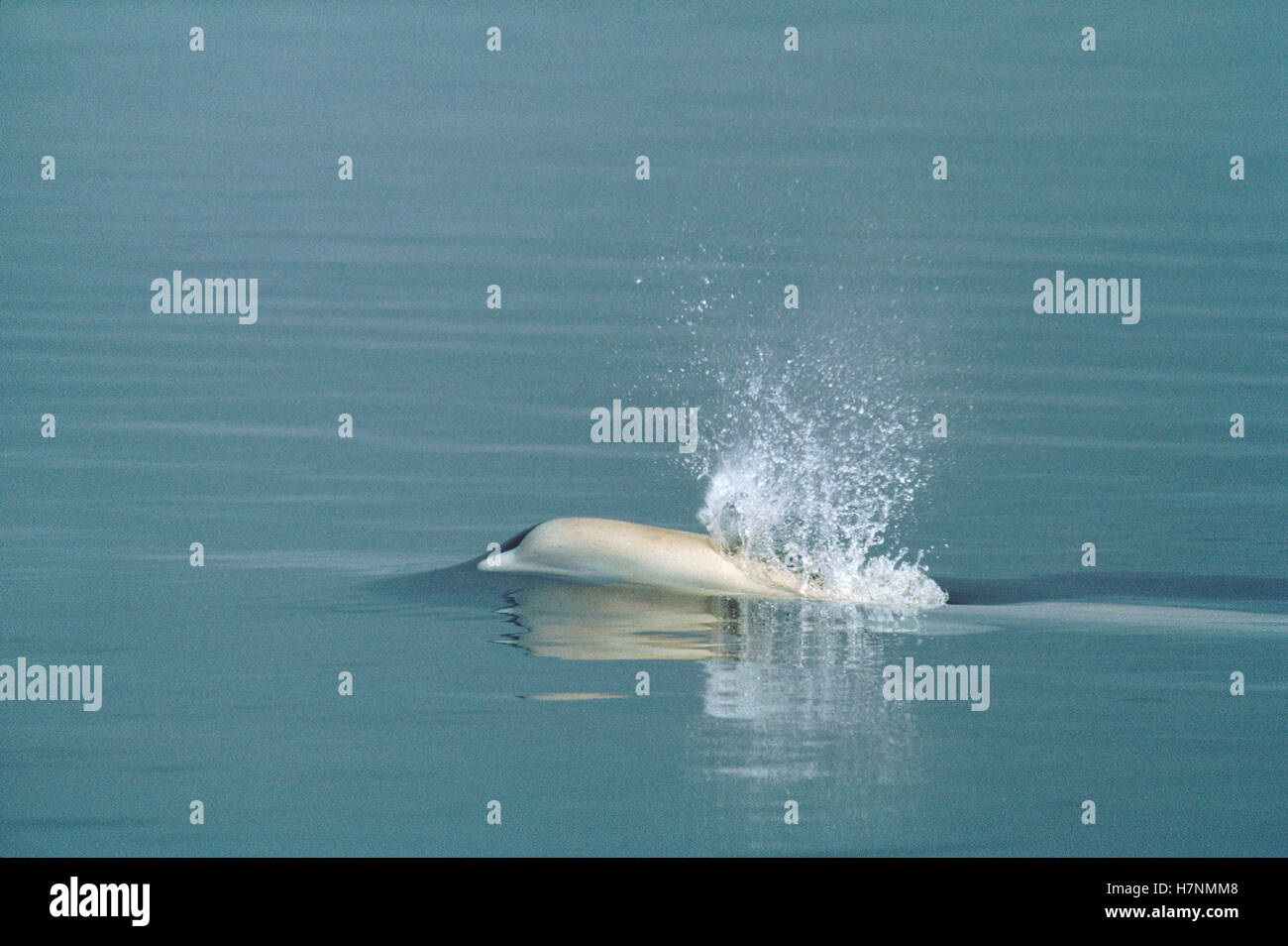 Beluga (Delphinapterus leucas) whale, spouting, Lancaster Sound ...