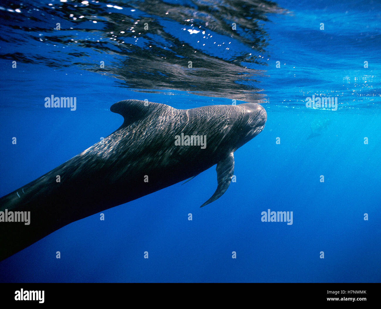 Short-finned Pilot Whale (Globicephala macrorhynchus) surfacing, Hawaii ...