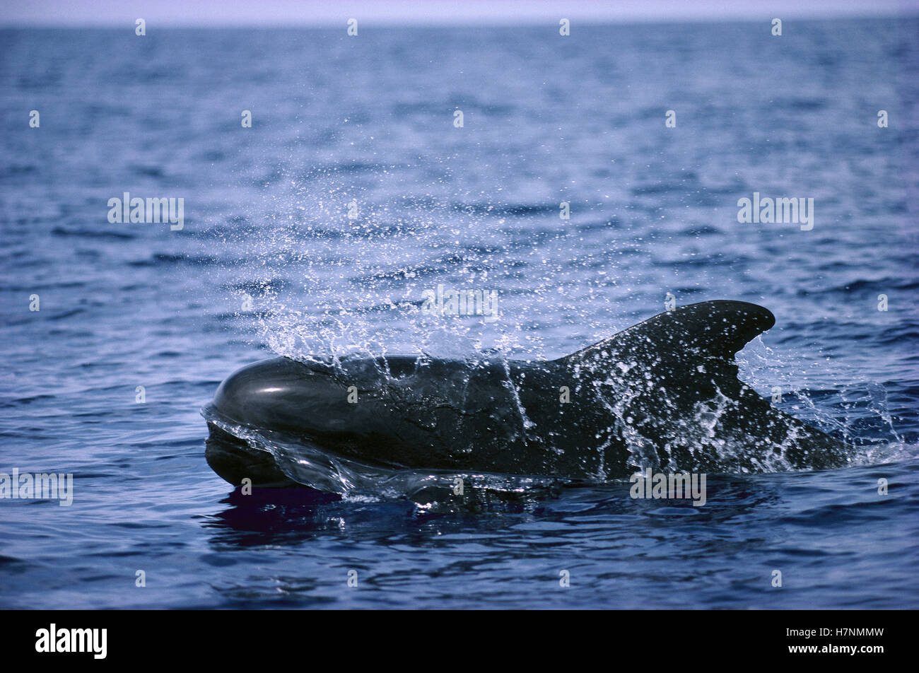 Short-finned Pilot Whale (Globicephala macrorhynchus) surfacing Stock ...