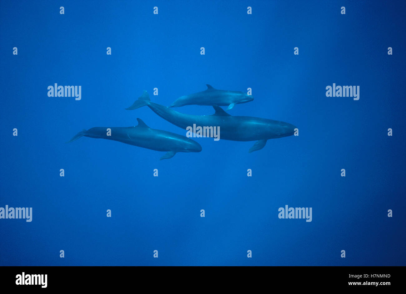 False Killer Whale (Pseudorca crassidens) group underwater, Hawaii ...