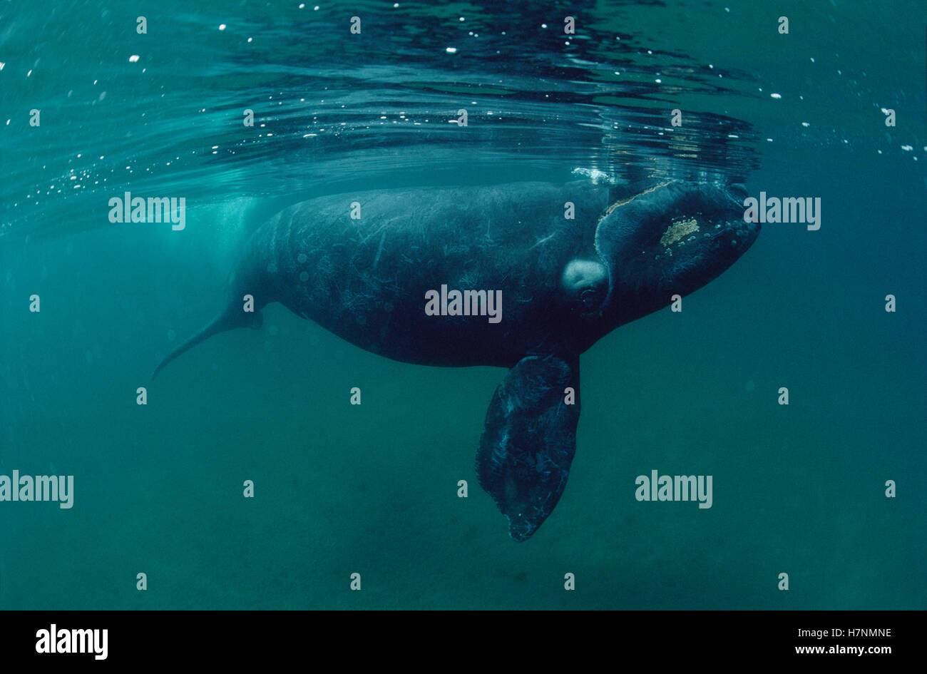 Southern Right Whale (Eubalaena australis) juvenile, underwater ...