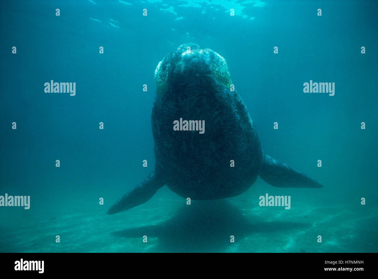 Southern Right Whale (Eubalaena australis) near surface, Argentina ...