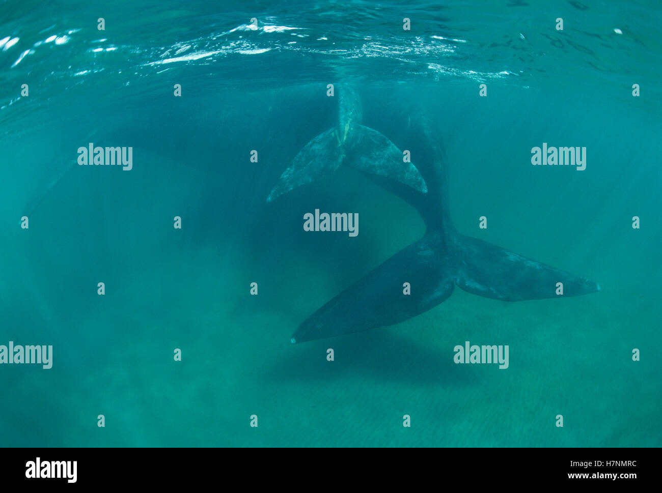 Southern Right Whale (Eubalaena australis) mother and calf tails ...