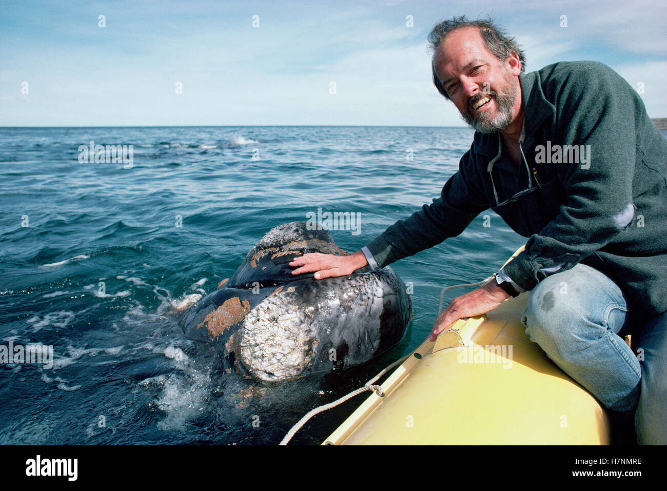 Southern Right Whale (Eubalaena australis) researcher Roger Payne pets ...