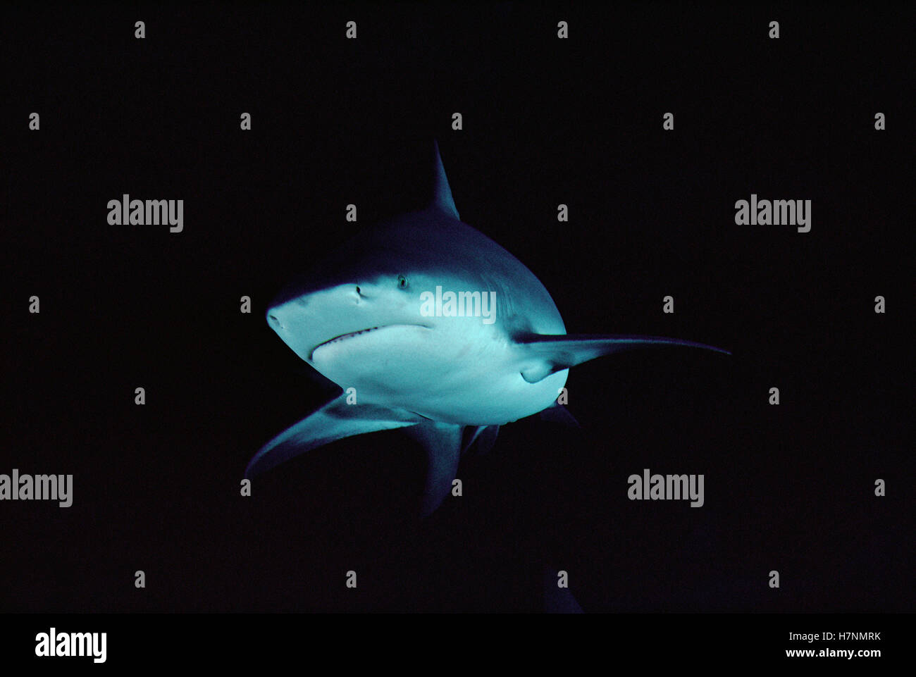 Bull Shark (Carcharhinus leucas) underwater portrait, North America ...